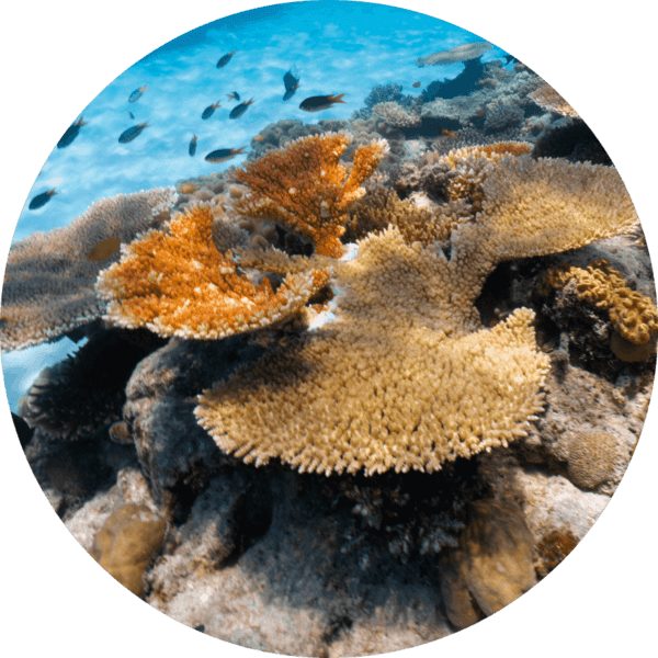 About the Project : IMO Test Biofouling